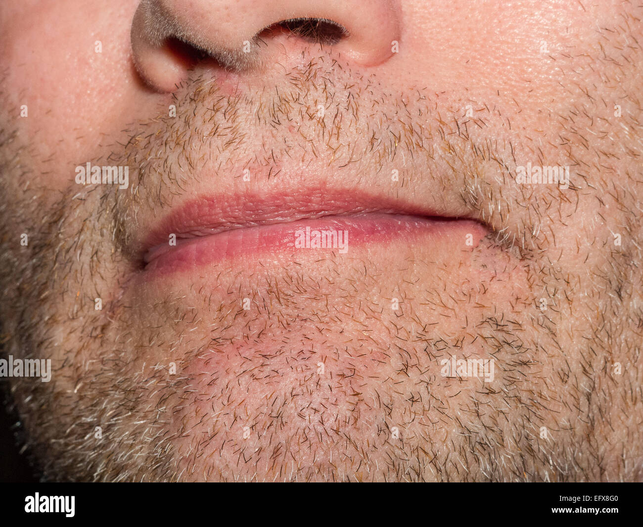 Macro close-up image of a heavily stubbled male chin showing beard ...