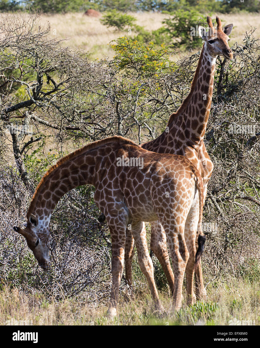 Giraffe (Giraffa camelopardalis Stock Photo - Alamy