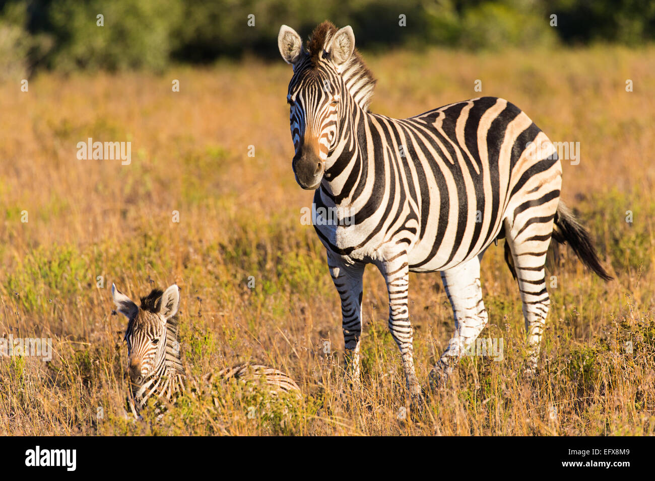 Zebra horse coat hi-res stock photography and images - Alamy