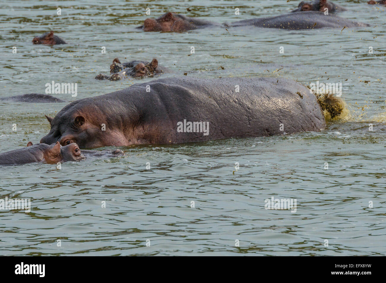 A hippopotamus hippo dung-flinging using tail to break up fling feces ...