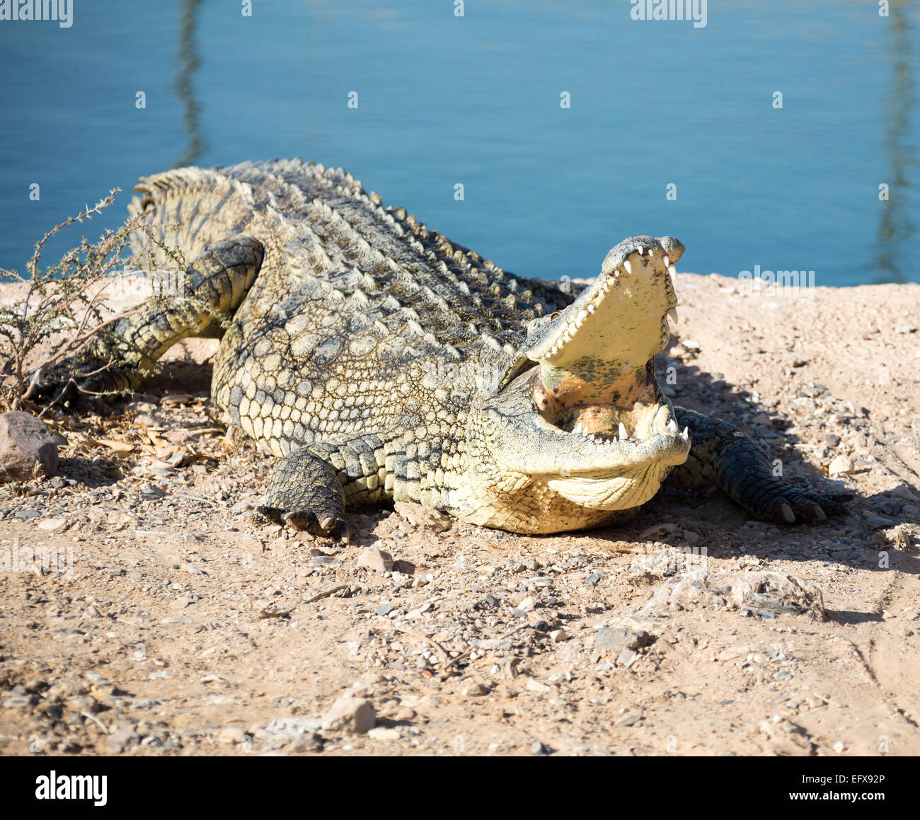 Large crocodile hi-res stock photography and images - Alamy