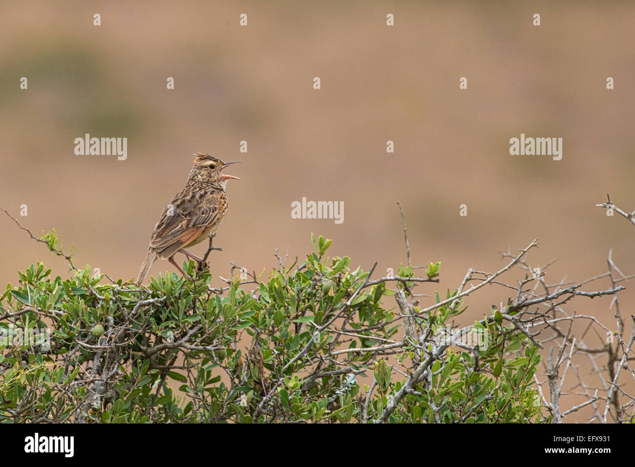 Rufous Naped Lark Singing Stock Photo - Alamy