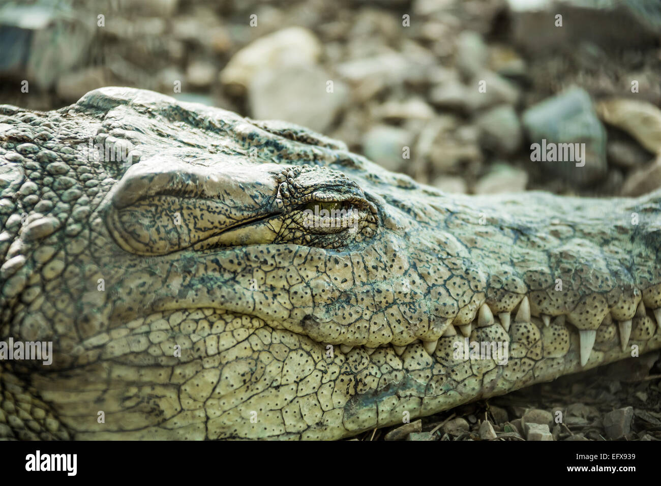 head resting American crocodile close up eye closes Stock Photo - Alamy