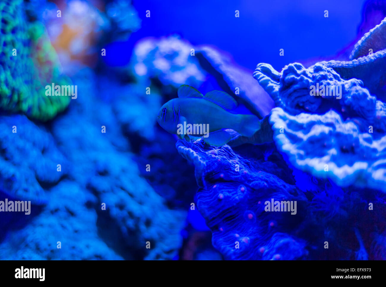 blue underwater world of the Red Sea Stock Photo - Alamy