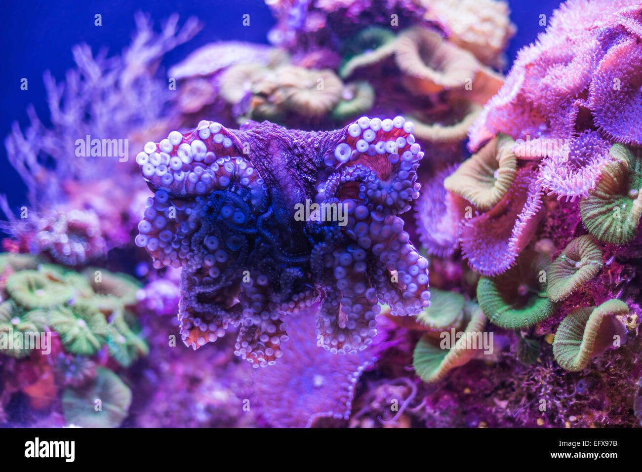 wild underwater world of the Red Sea Stock Photo - Alamy
