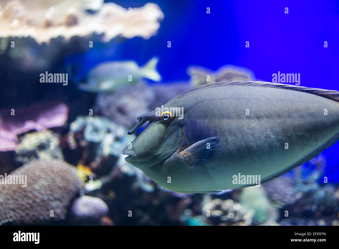 species of fish underwater world of the Red Sea Stock Photo - Alamy