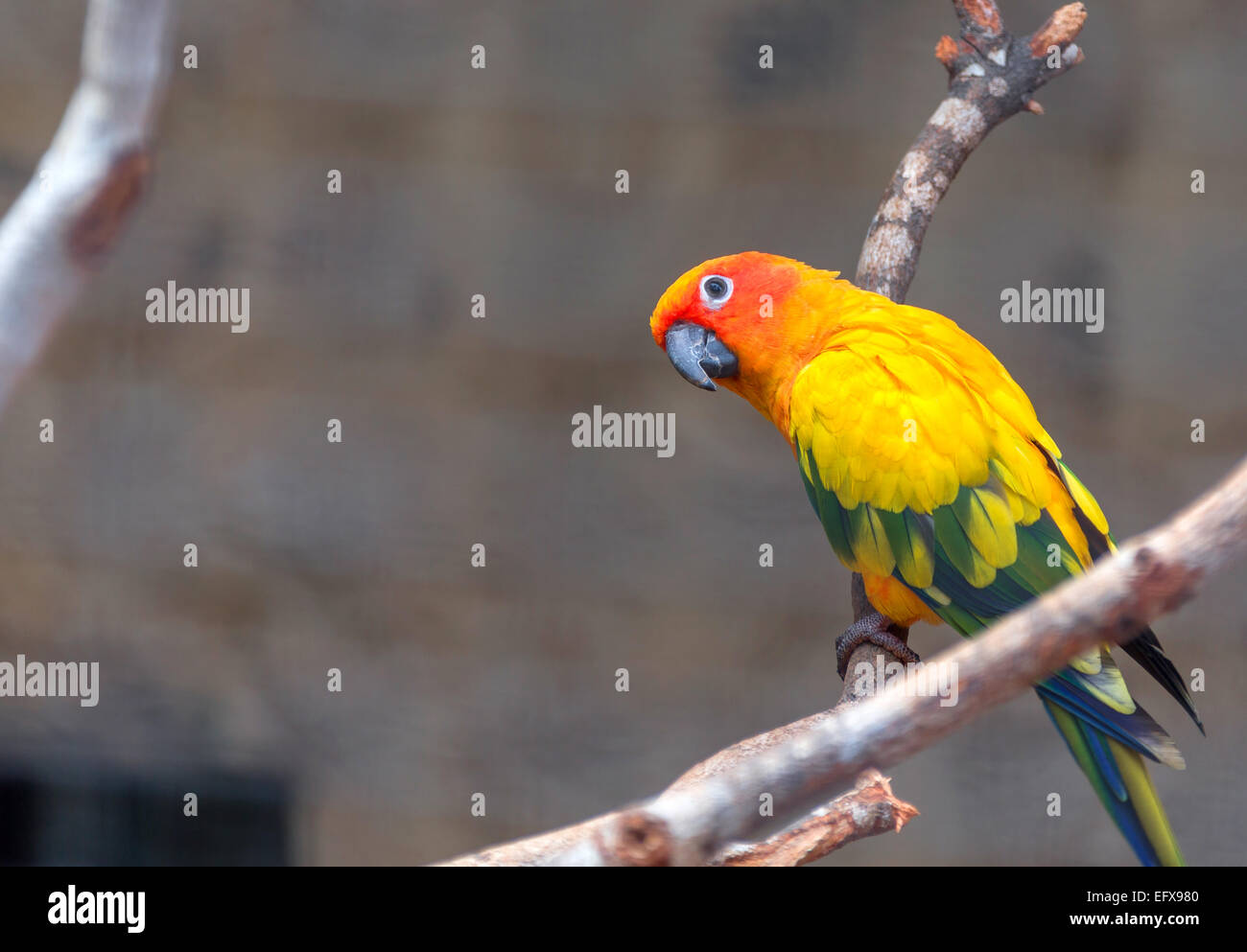 colorful parrot sitting on a tree branch Stock Photo - Alamy