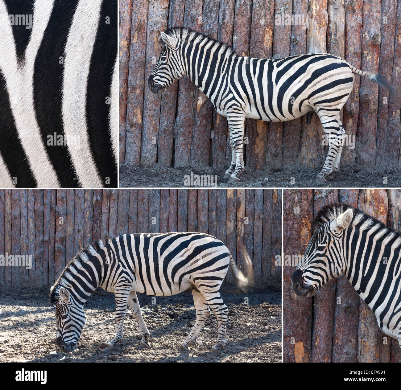 set of zebra images posing in nature Stock Photo - Alamy