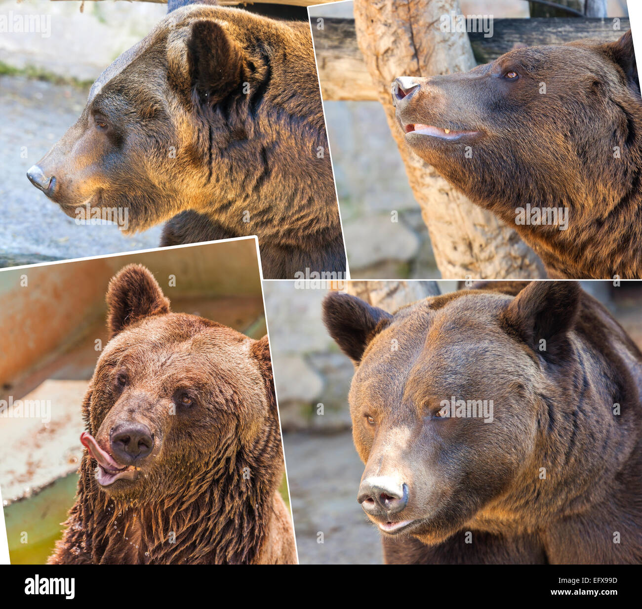 set of images of the brown bear in nature Stock Photo - Alamy