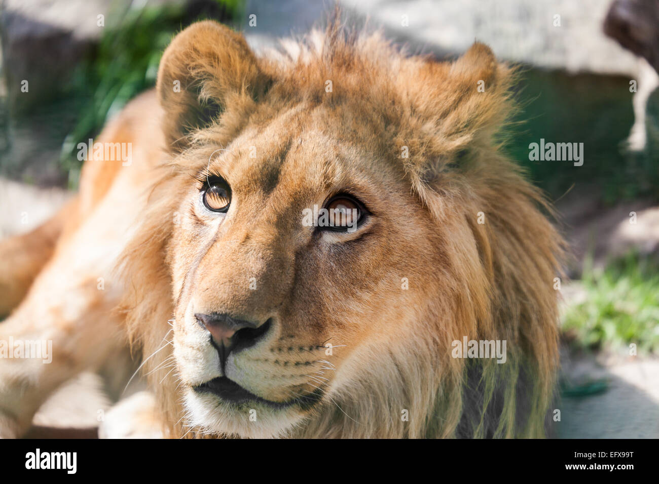 portrait of a young lion, outdoors summer day Stock Photo - Alamy