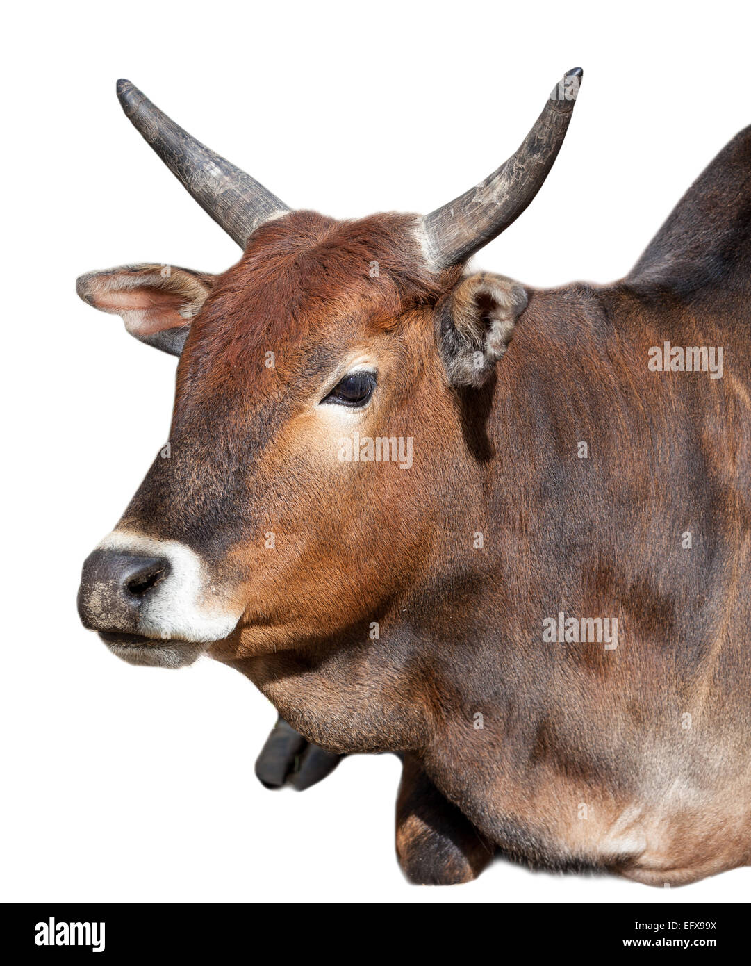 Sanga cattle hi-res stock photography and images - Alamy