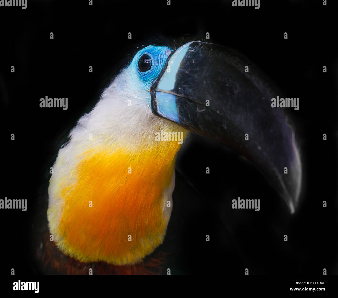 portrait of a toucan, a rare species of parrots Stock Photo - Alamy