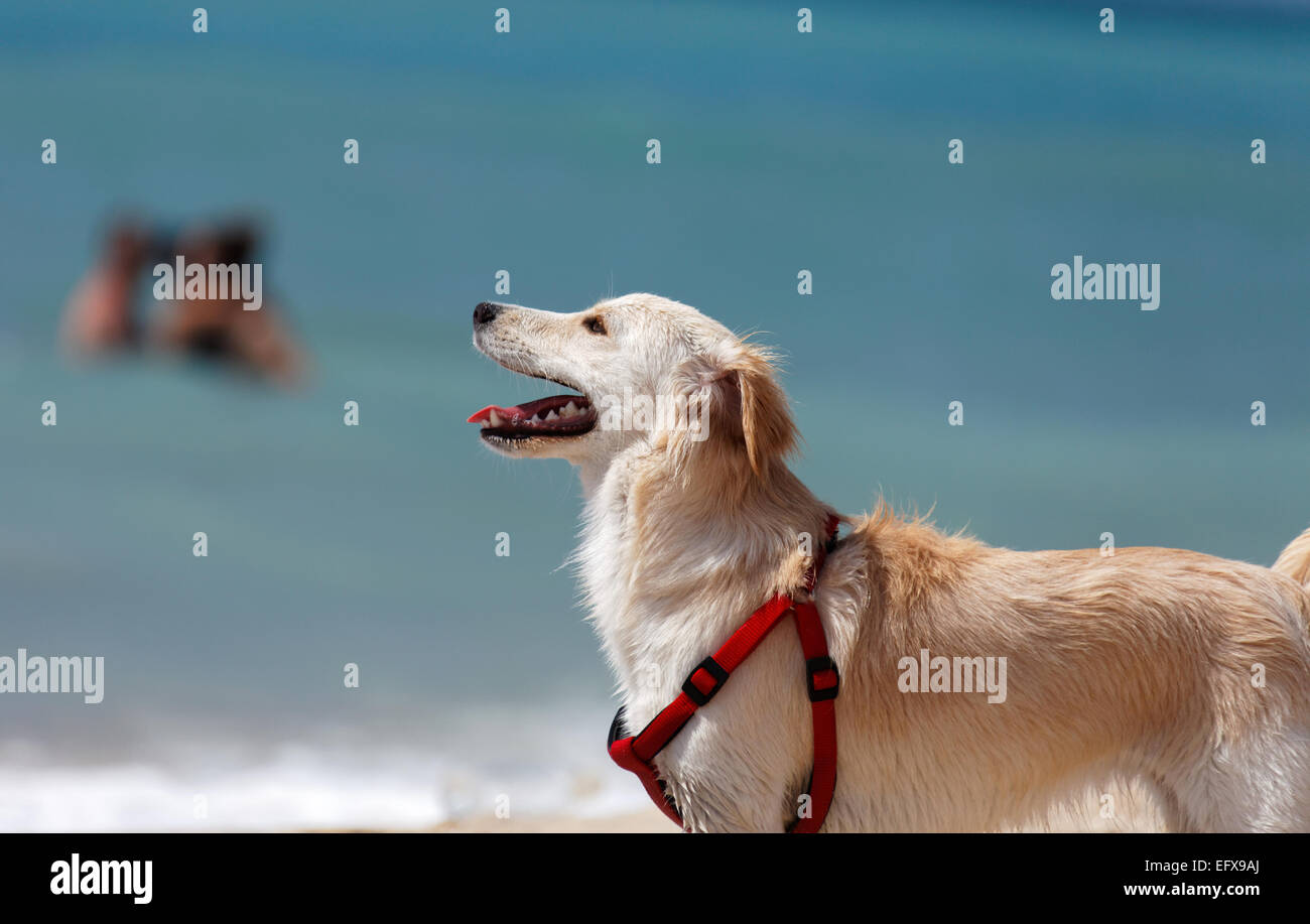 Sea rescue dog hi-res stock photography and images - Alamy