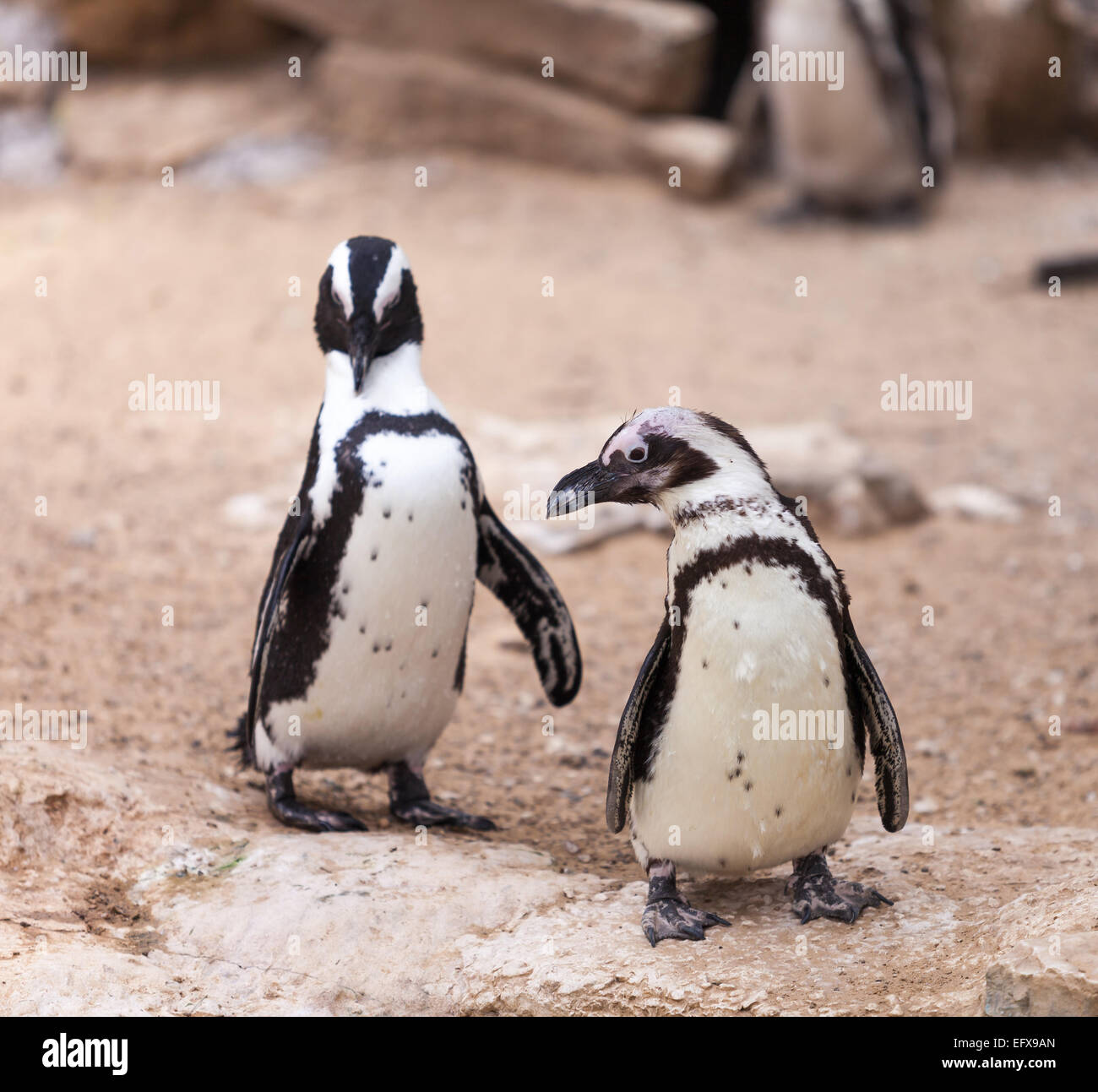Two penguins holding hands hi-res stock photography and images - Alamy