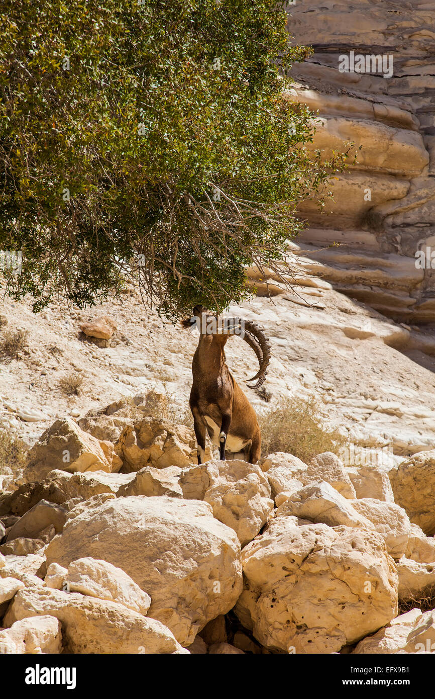 wild mountain goat with large horns at a tree in the desert Stock Photo ...