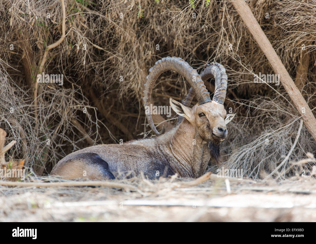 wild mountain goat with large horns resting in the shade Stock Photo ...
