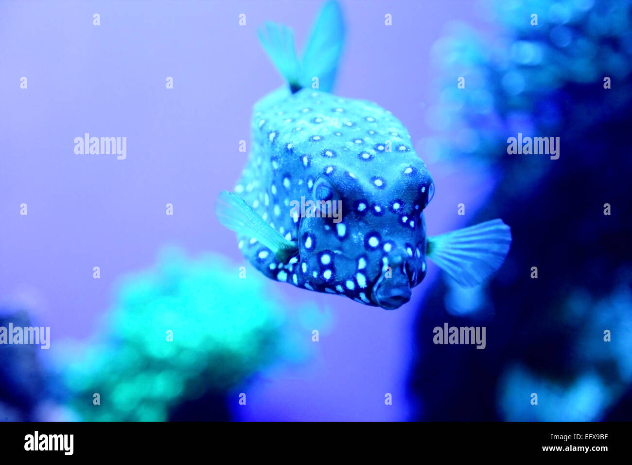 rare fish of the Red Sea in nature Stock Photo - Alamy