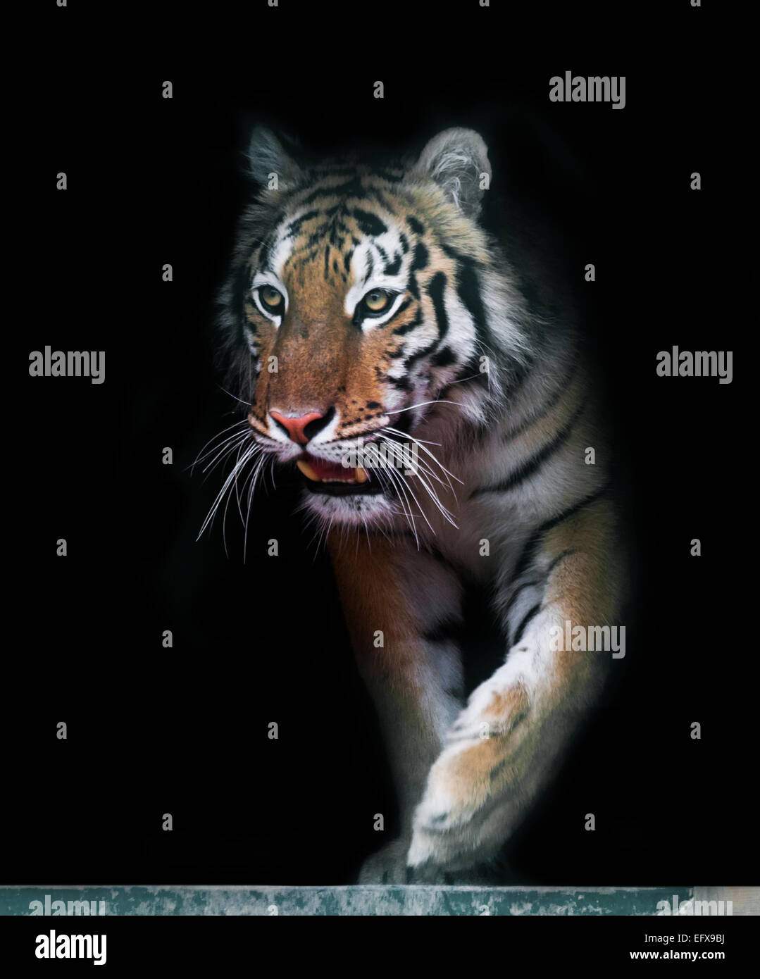 Tiger coming out, the animal background Stock Photo - Alamy