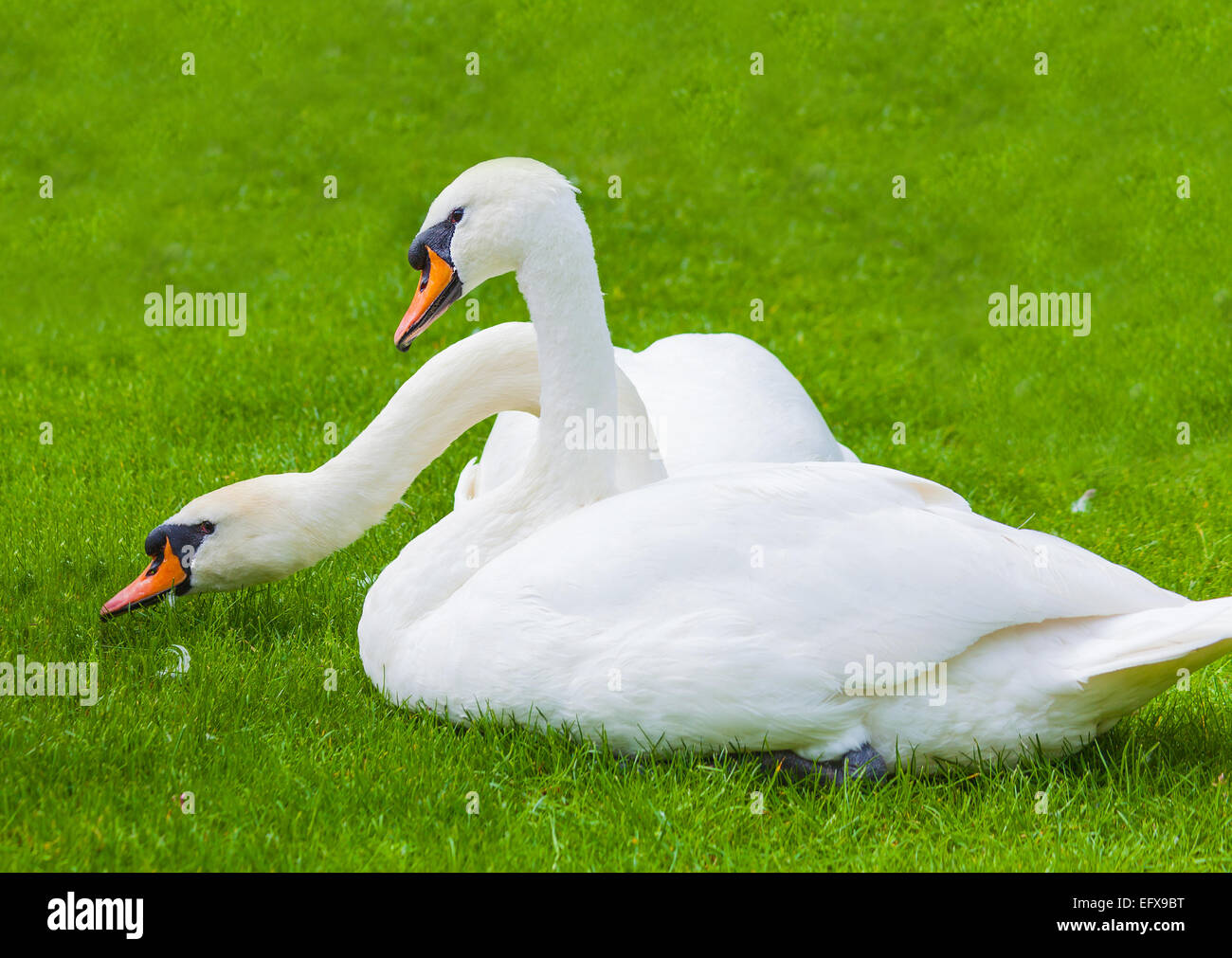 two swans in nature, animal background Stock Photo - Alamy