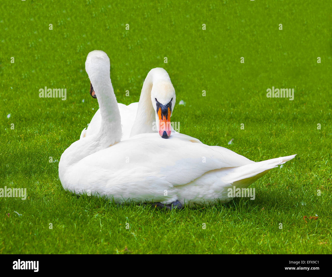 two swans in the nature of life, animal background Stock Photo - Alamy
