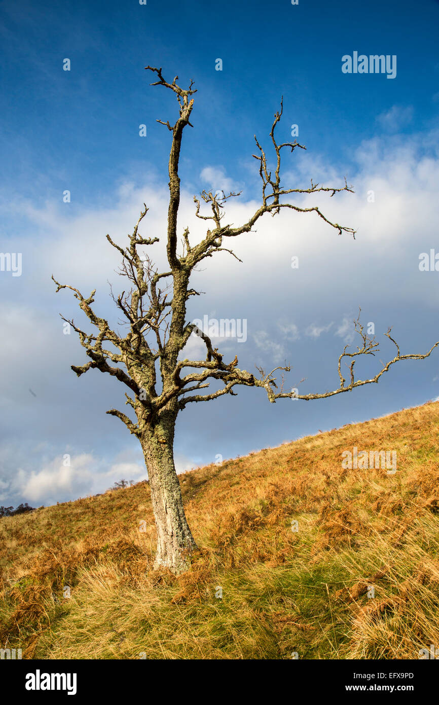 Dead tree scotland hi-res stock photography and images - Alamy