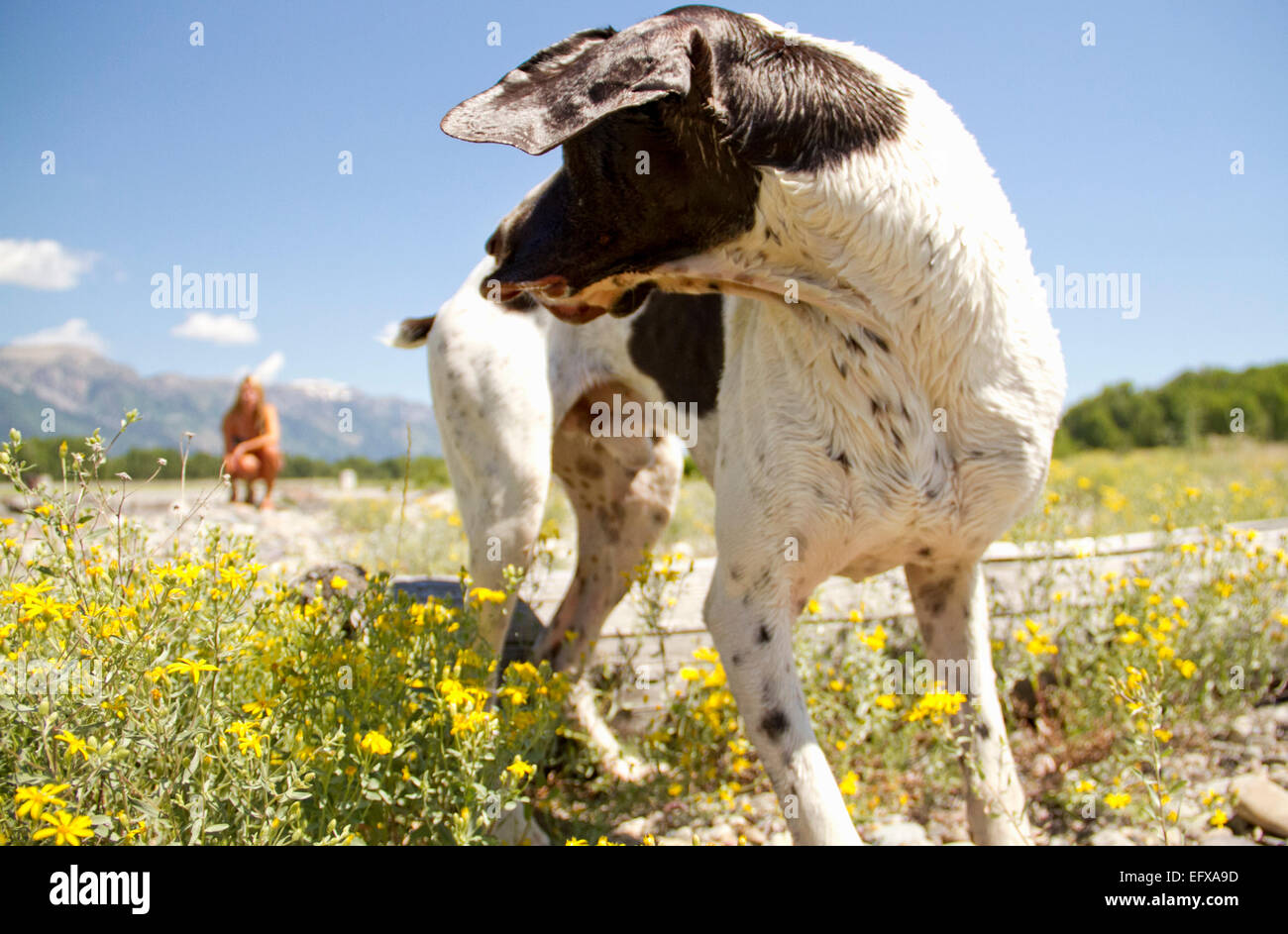 Dog looking over his shoulder hi-res stock photography and images - Alamy