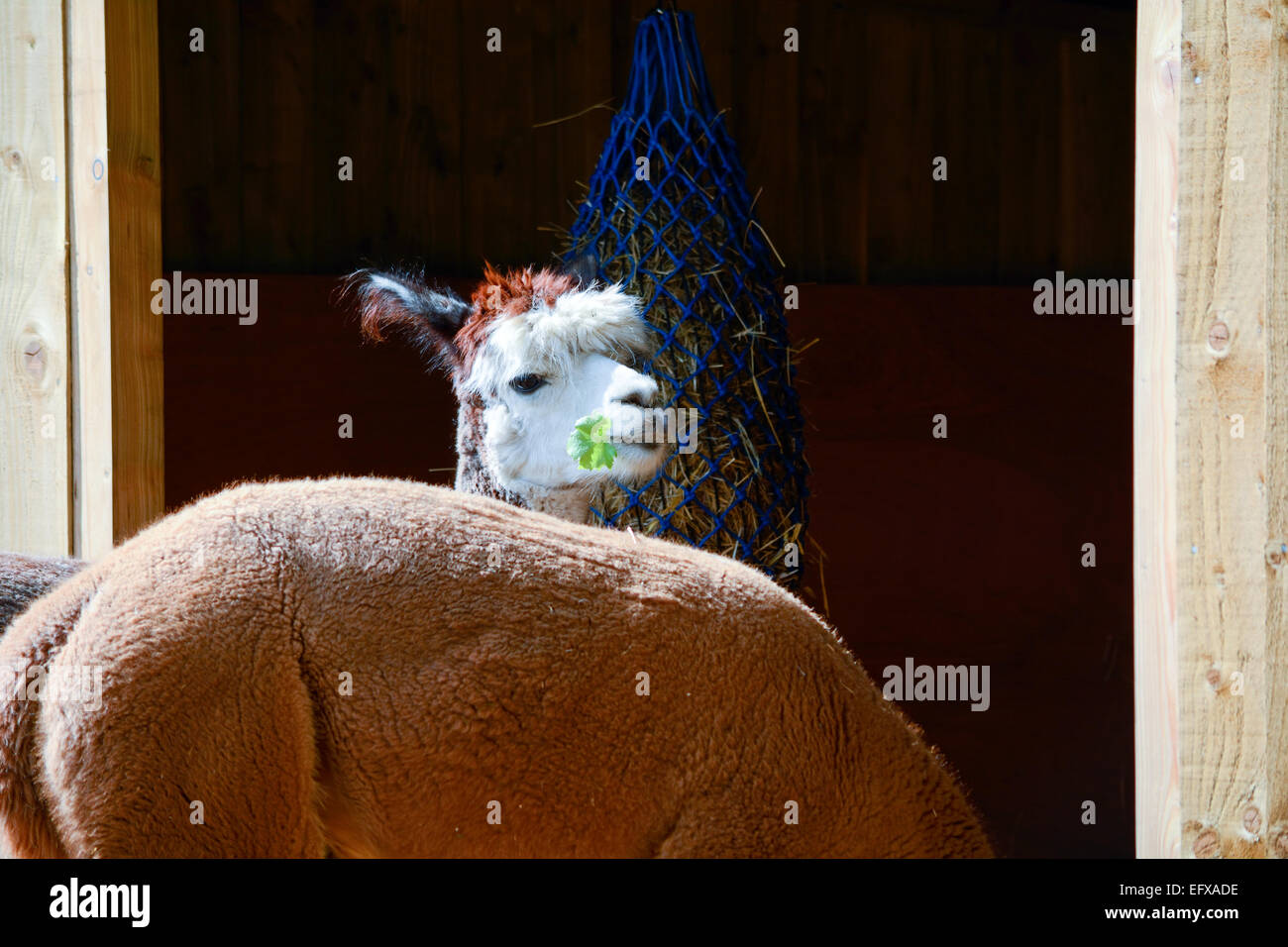 Camel chewing leaves hi-res stock photography and images - Alamy