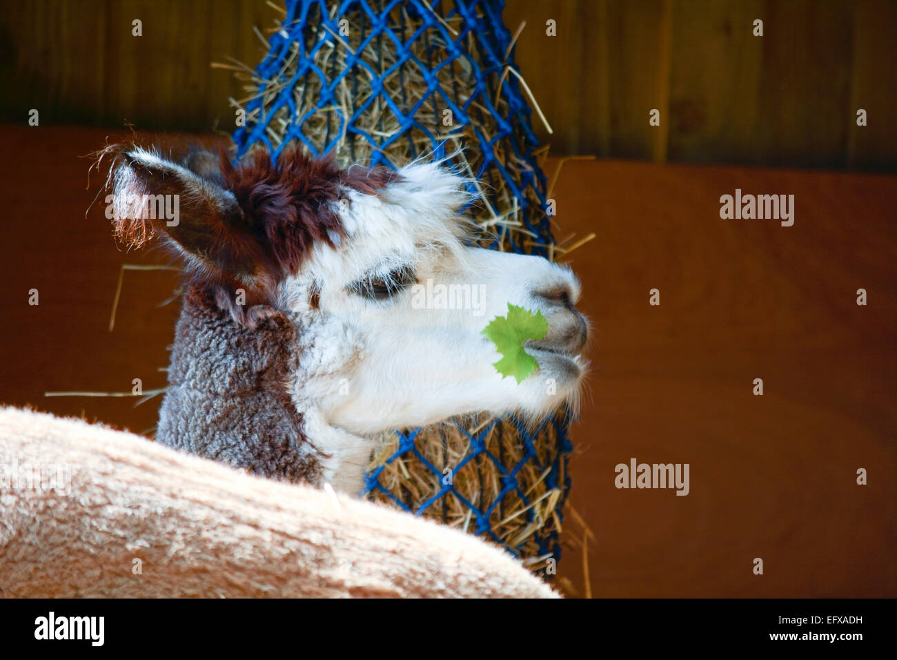 Alpaca chewing and eating leaves Stock Photo - Alamy