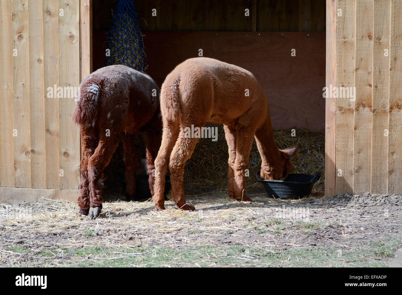 Alpacas eating from bowls in their enclosure Stock Photo - Alamy
