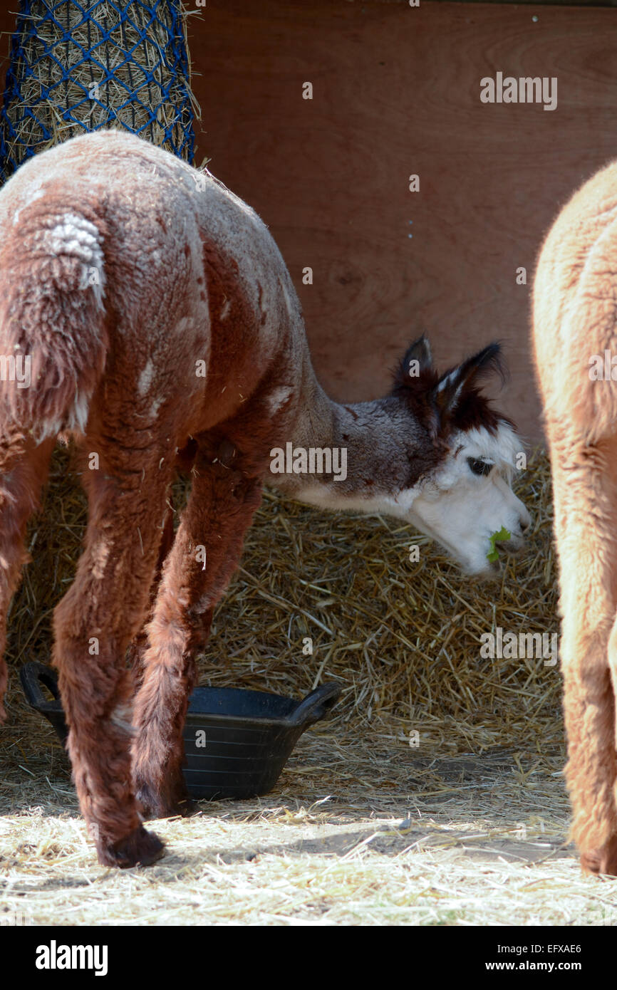 Alpaca chewing and eating leaves Stock Photo - Alamy