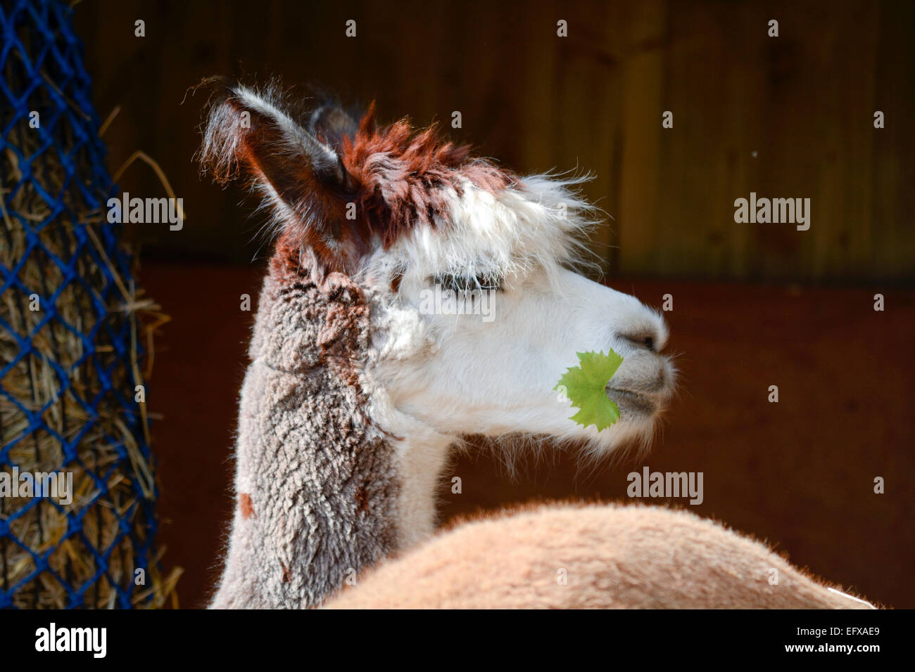 Alpaca chewing and eating leaves Stock Photo - Alamy