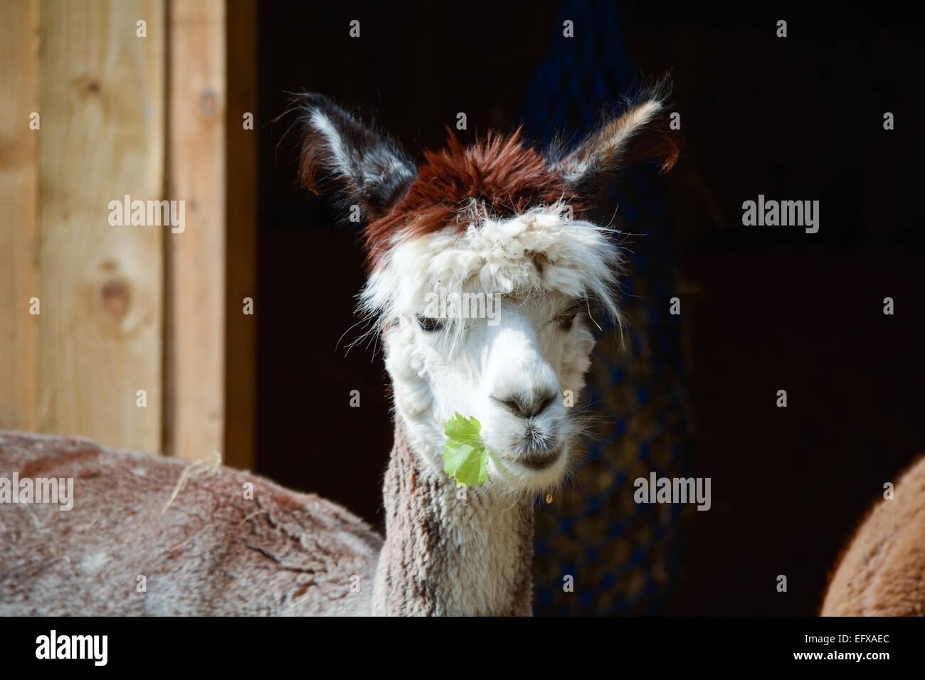 Alpaca chewing and eating leaves Stock Photo - Alamy