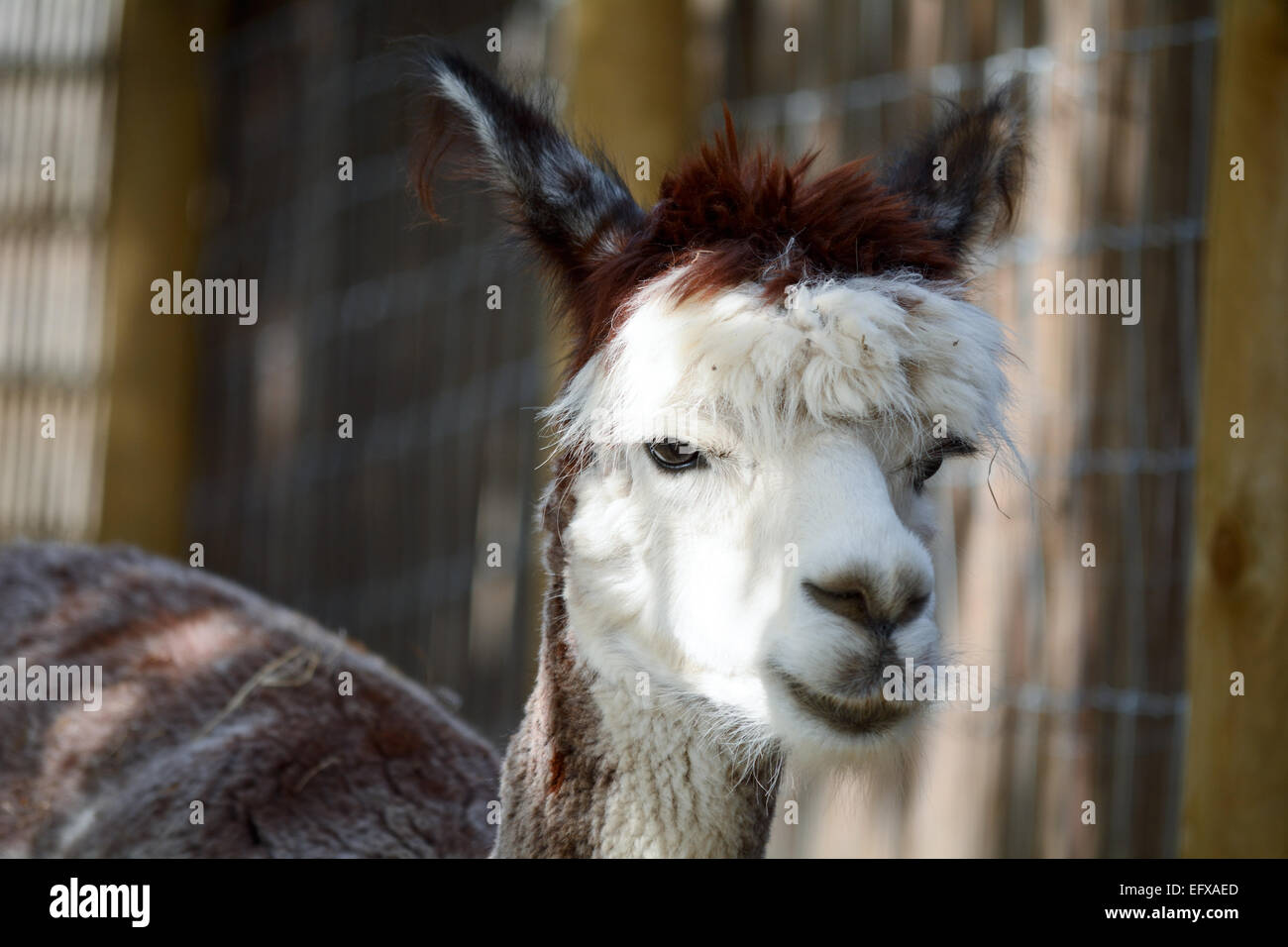 Alpaca portrait south american camelid hi-res stock photography and ...