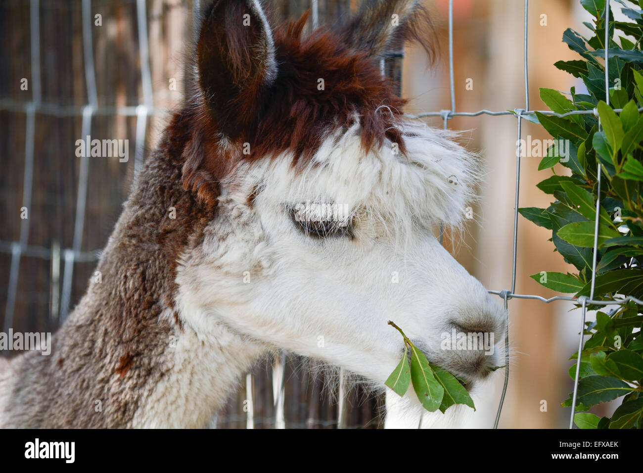 Alpaca chewing and eating leaves Stock Photo - Alamy
