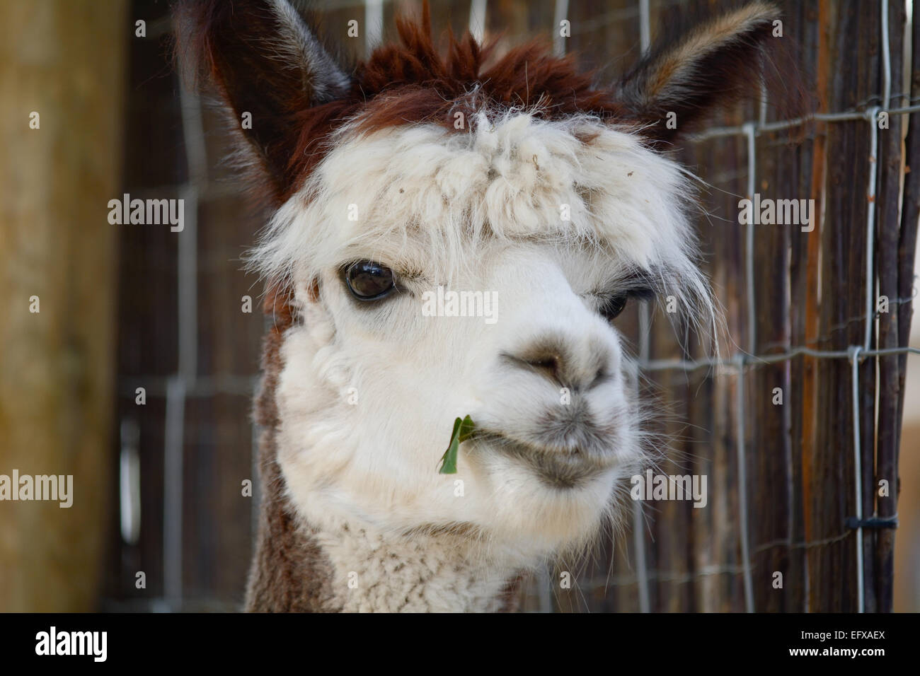 Alpaca chewing and eating leaves Stock Photo - Alamy