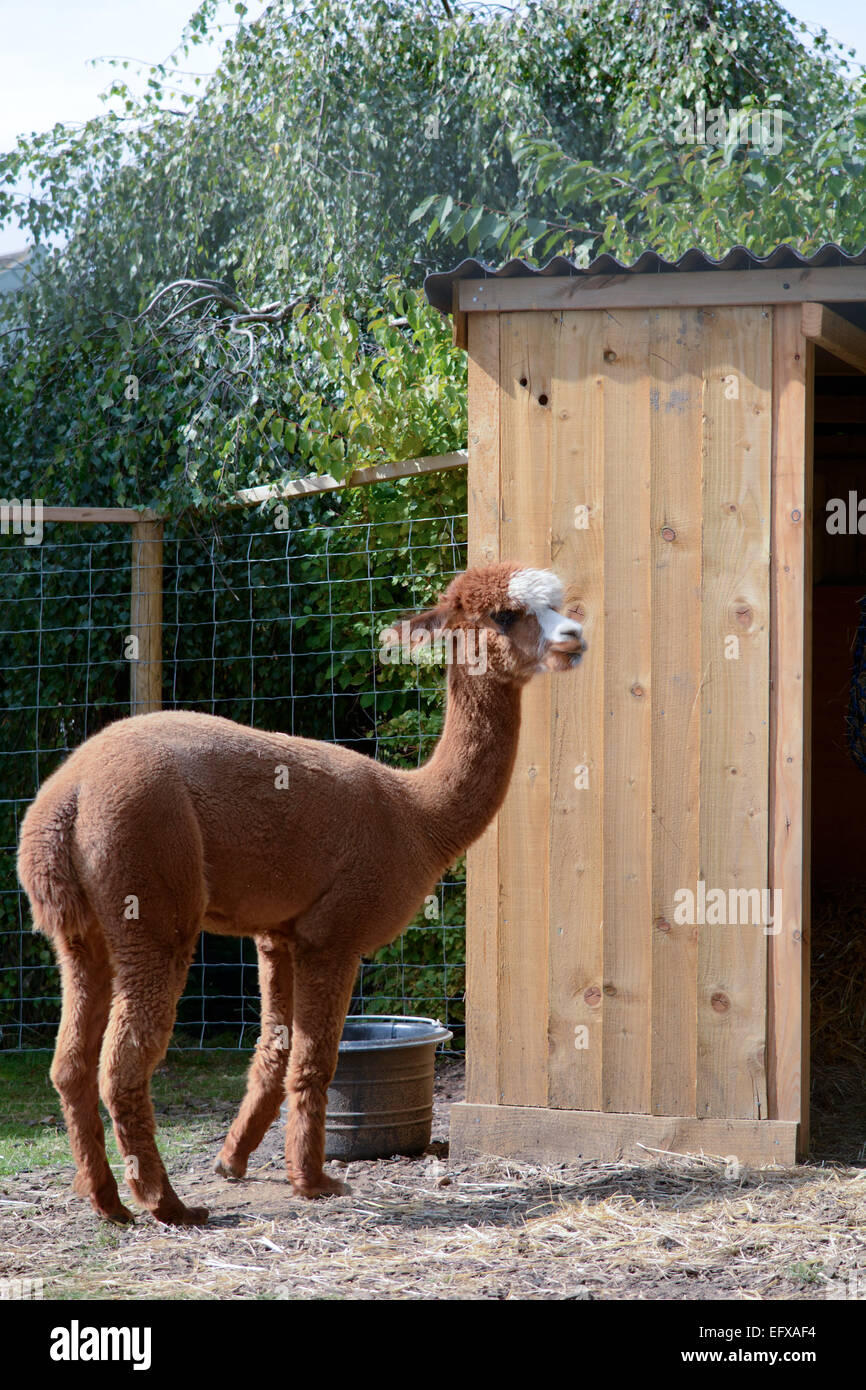 Alpaca standing in enclosure Stock Photo - Alamy