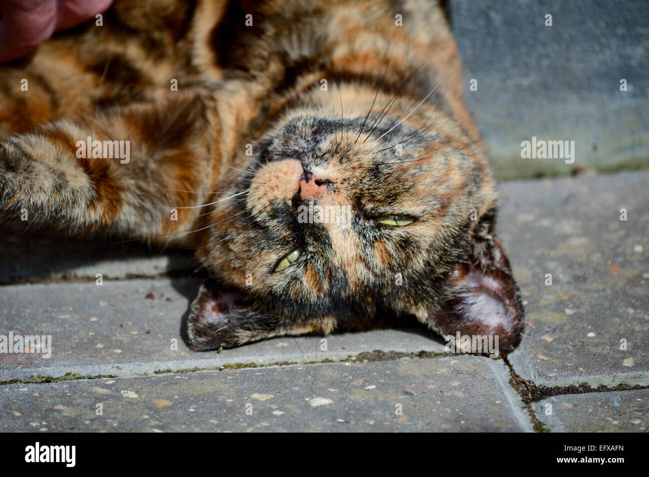 Tortoiseshell cat laying on back in the sun Stock Photo - Alamy