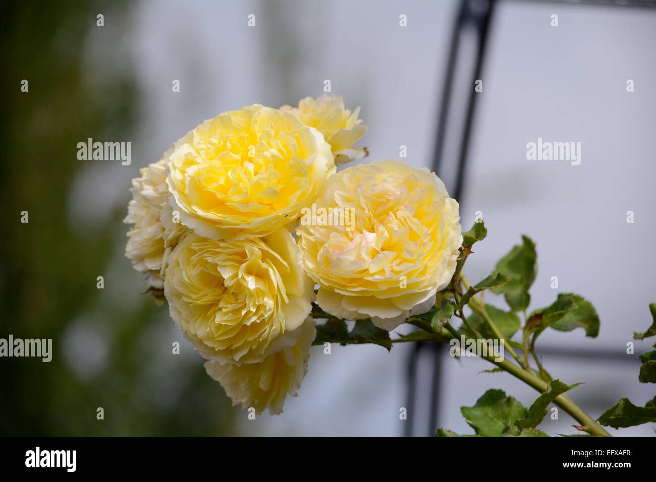Yellow rose blooming Stock Photo - Alamy