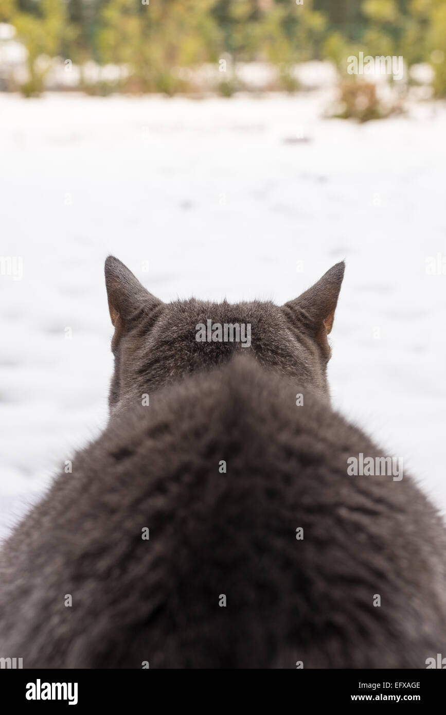 Alerted cat ready to start running in search of a prey in the snow ...