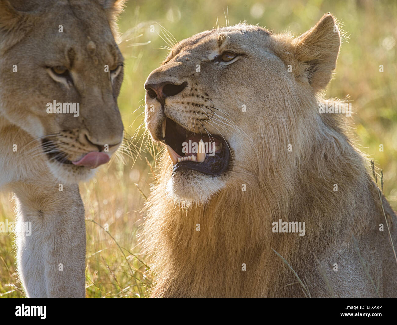 Lioness lionesses african hi-res stock photography and images - Alamy
