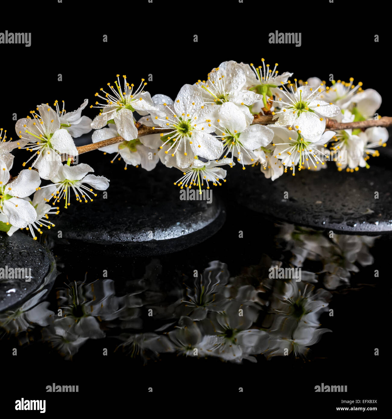 Spa background of zen stones, blooming twig of plum with reflection on ...