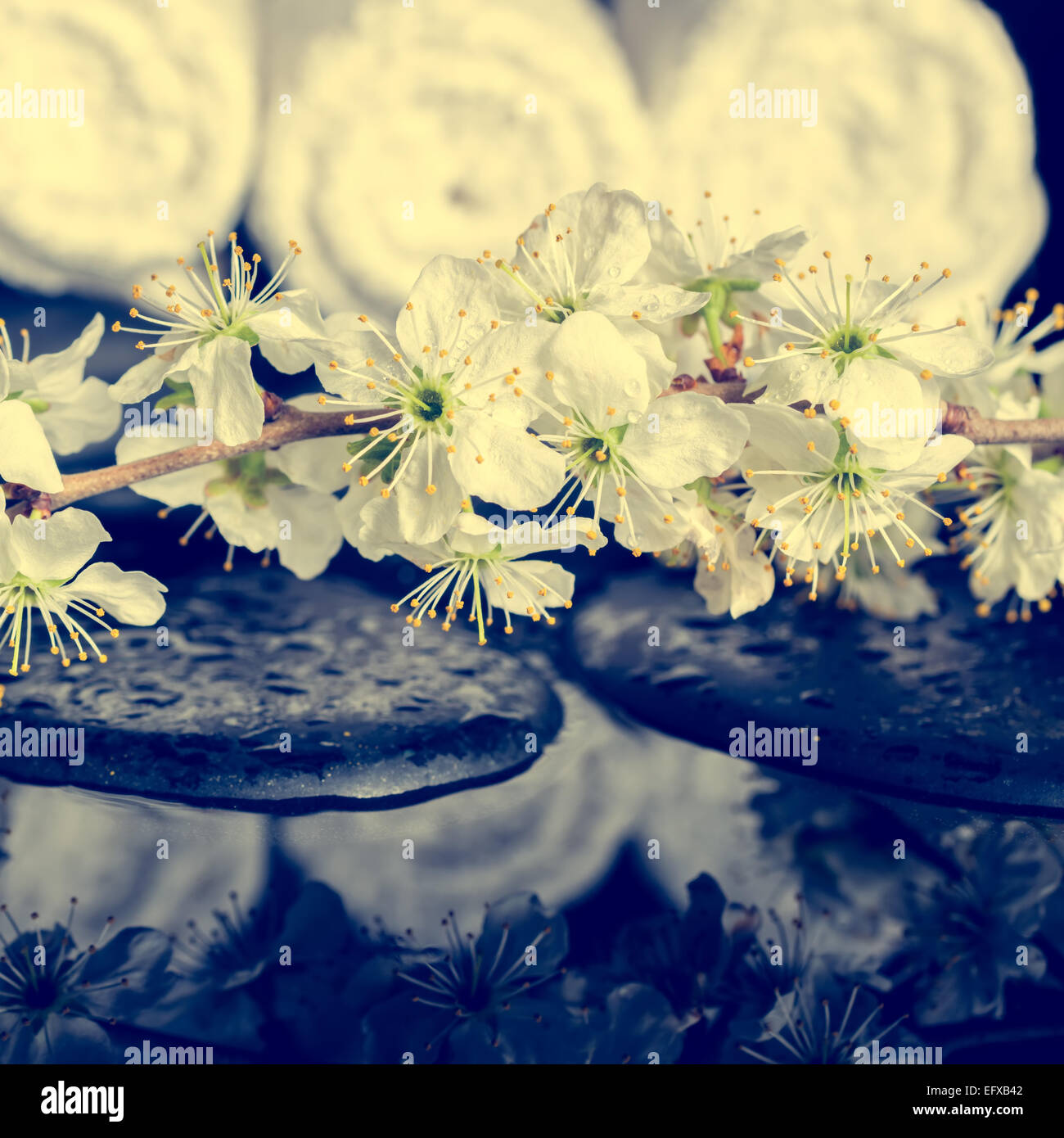 toned spa background of zen stones, blooming twig plum with reflection ...