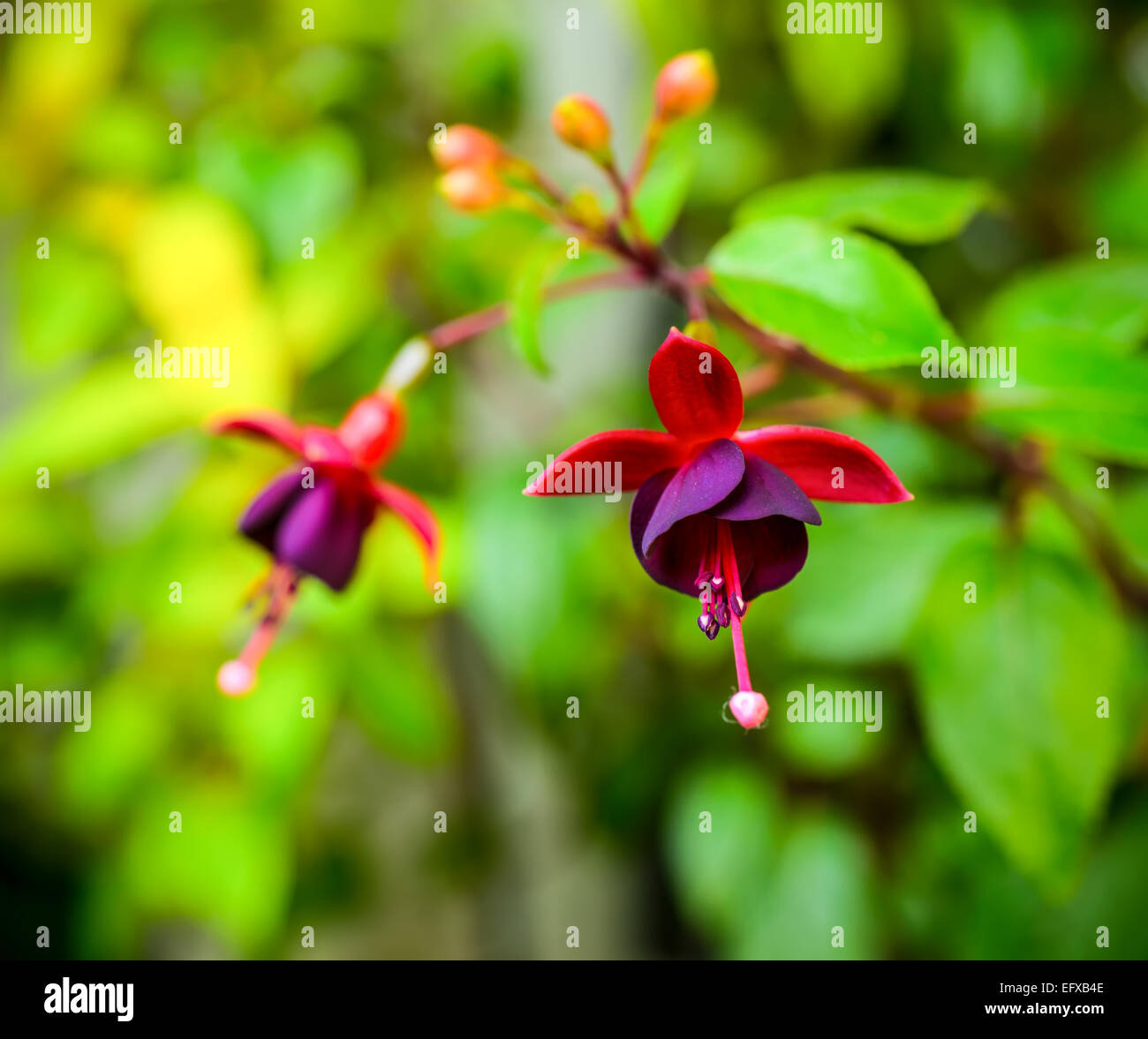 beautiful dark red fuchsia flower on the nature green backgroud, ` Huet ...