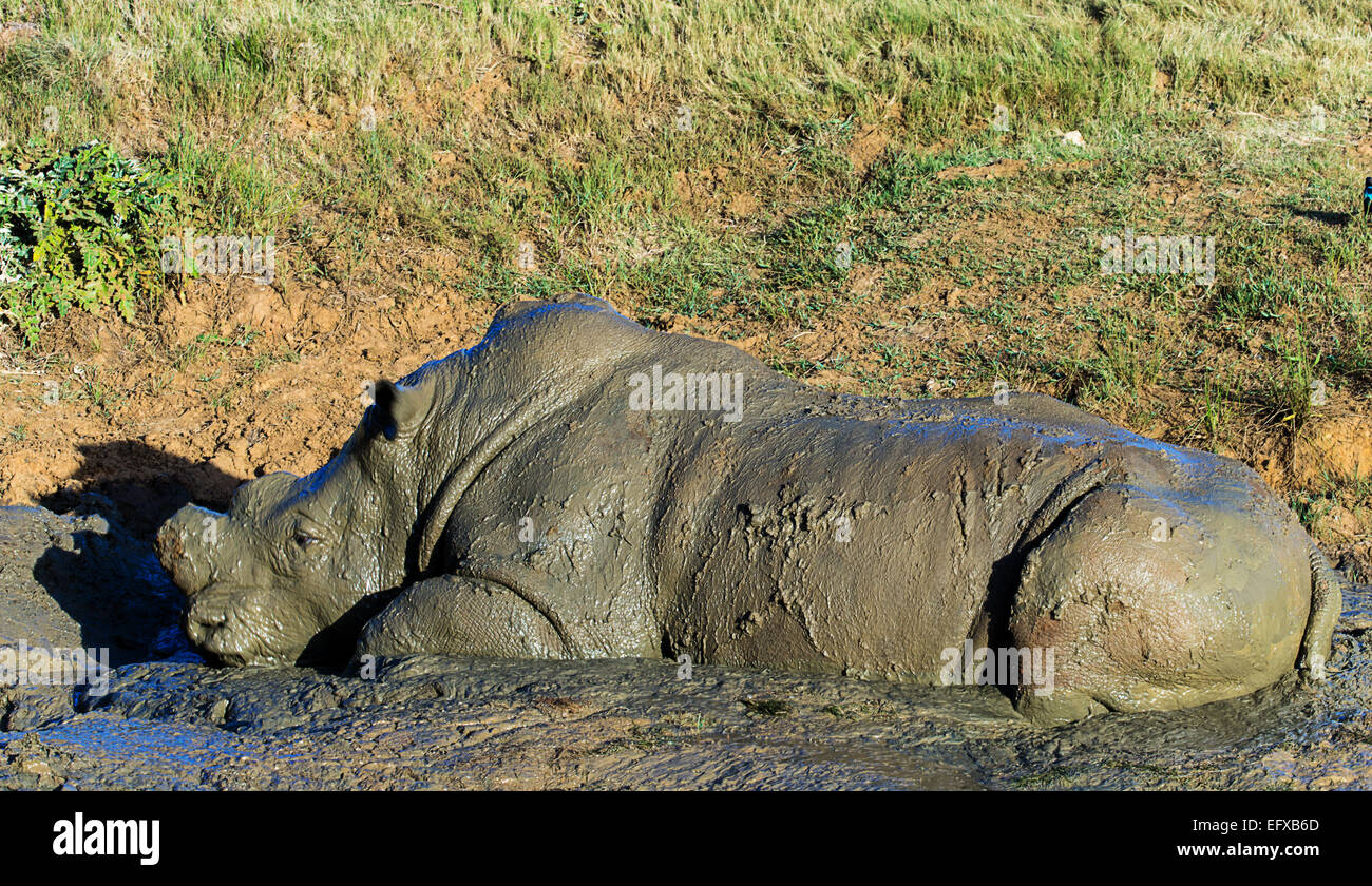 Rhino Mud Bath Stock Photo - Alamy
