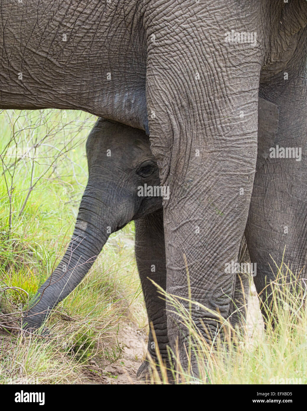 Safe With Mum Stock Photo - Alamy