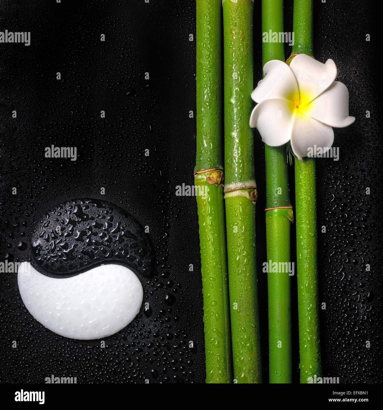 beautiful spa still life of symbol Yin Yang, frangipani flower and ...