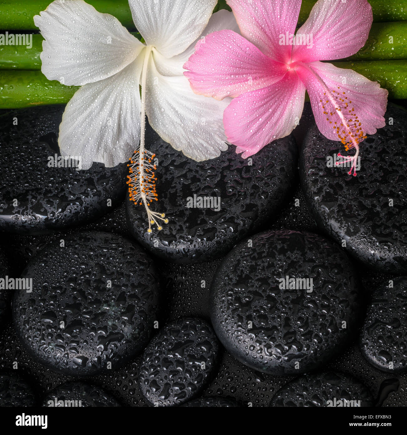 spa concept of zen basalt stones, white, pink hibiscus flower and ...