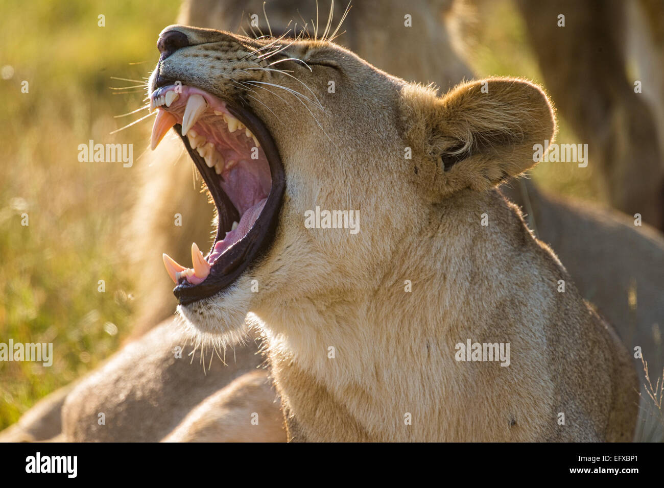 The Teeth Of The Lion (Panthera leo Stock Photo - Alamy
