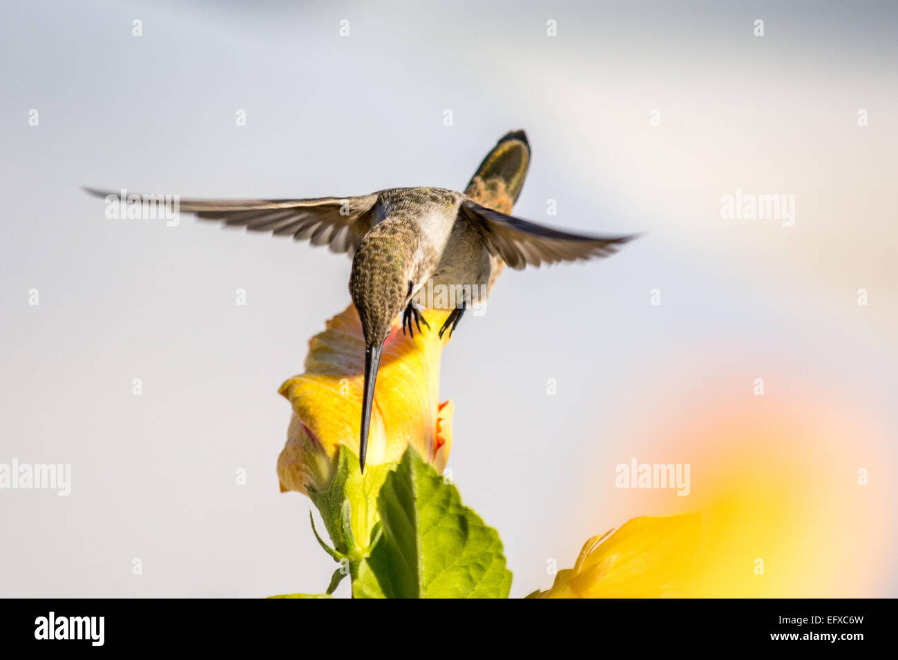 Hummingbird on Hibiscus Chile Stock Photo - Alamy