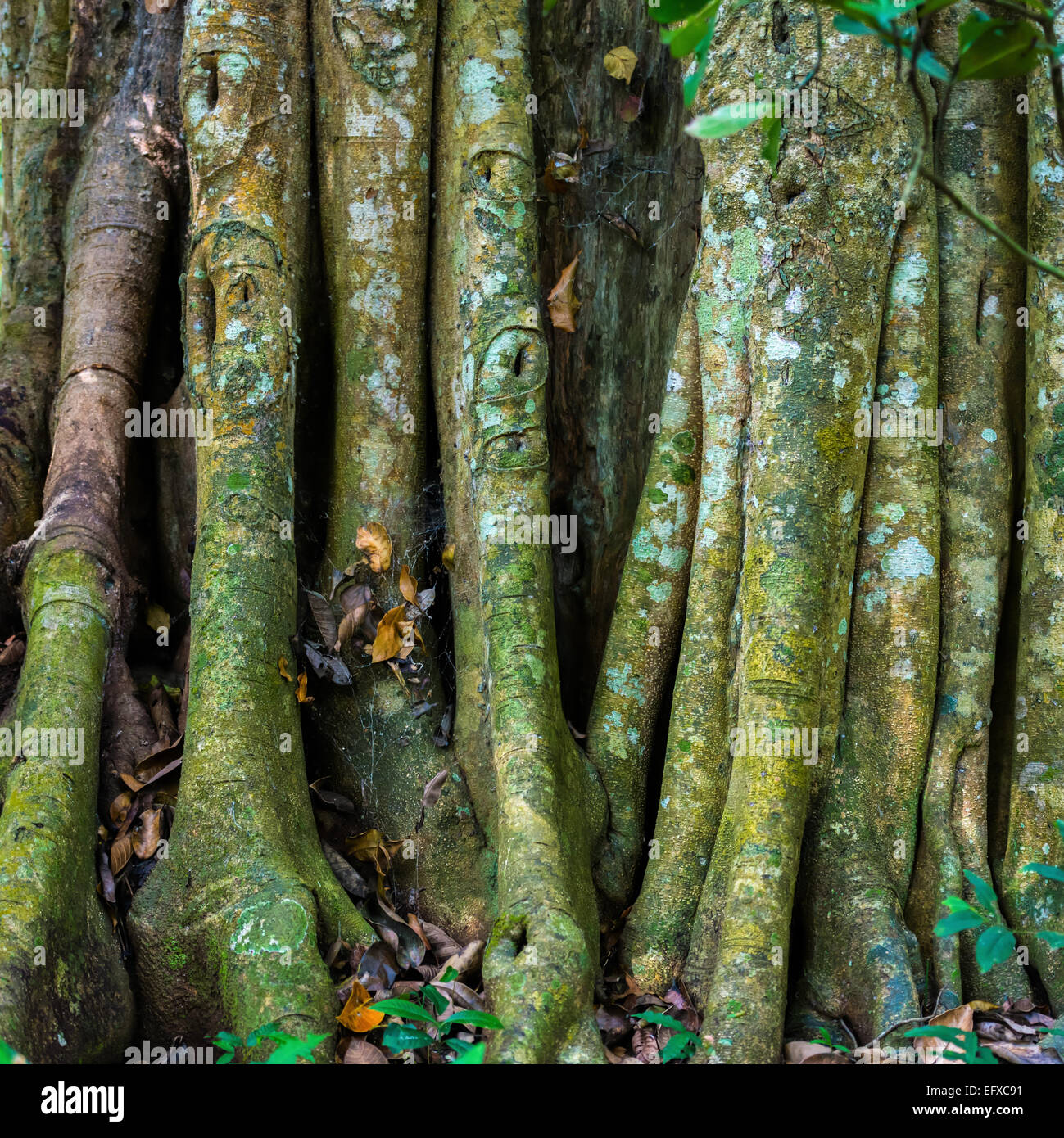 Big tree roots or stems in rainforest National park Periyar Wildlife ...